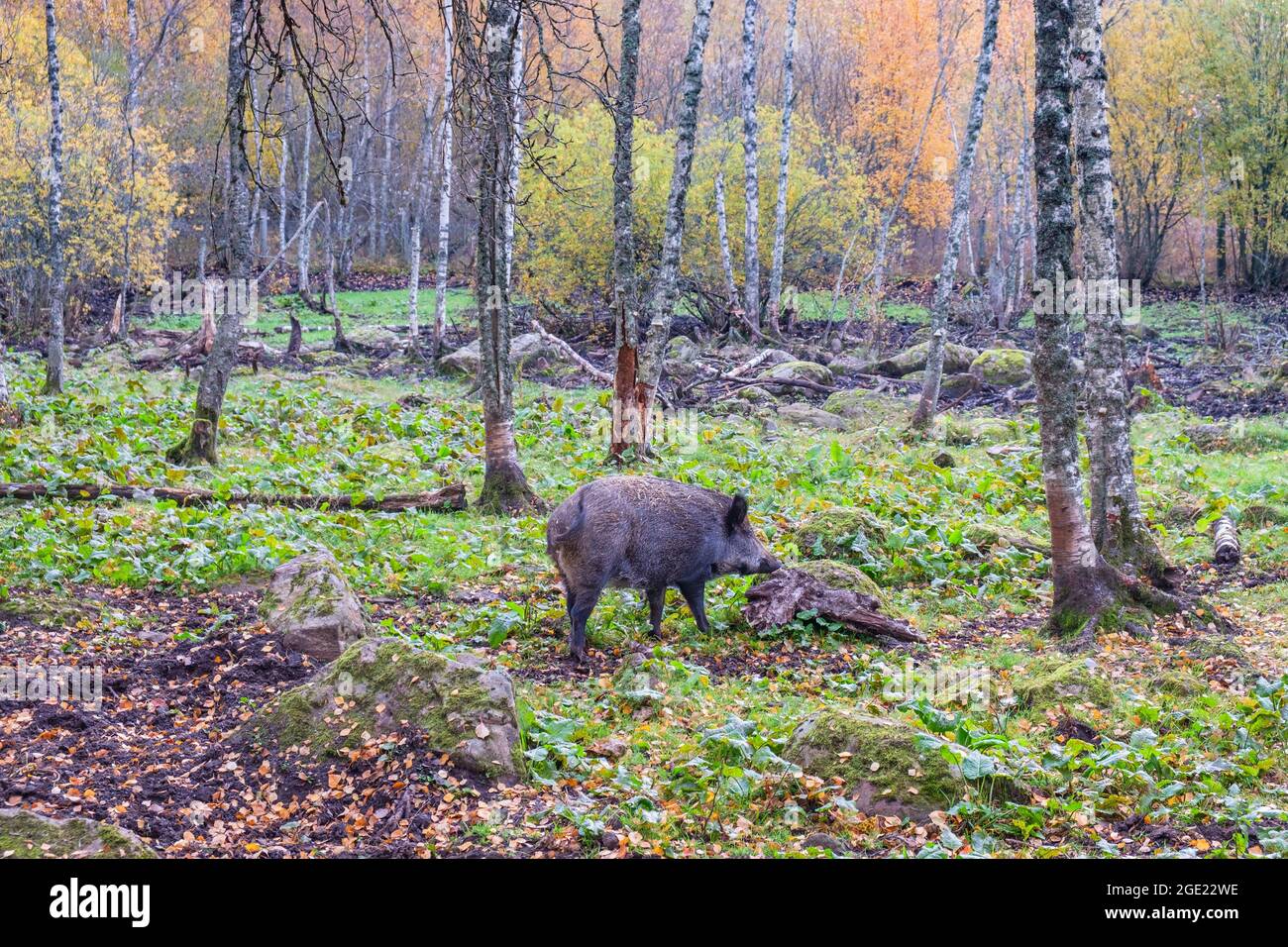 Wild boar in a woodland at the autumn Stock Photo - Alamy
