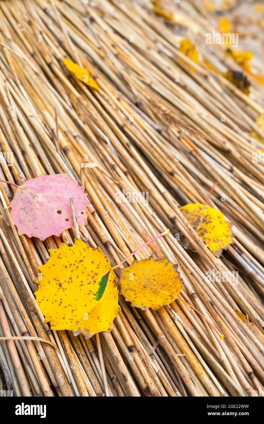 Fallen autumn leaves on reed Stock Photo - Alamy