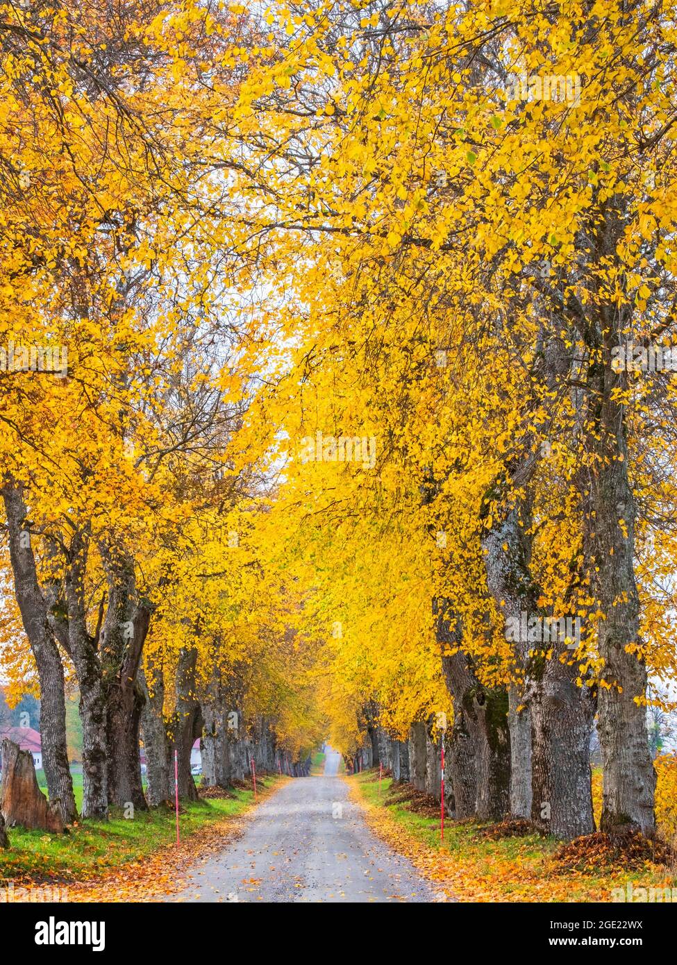 Autumn tree lined empty road hi-res stock photography and images - Alamy
