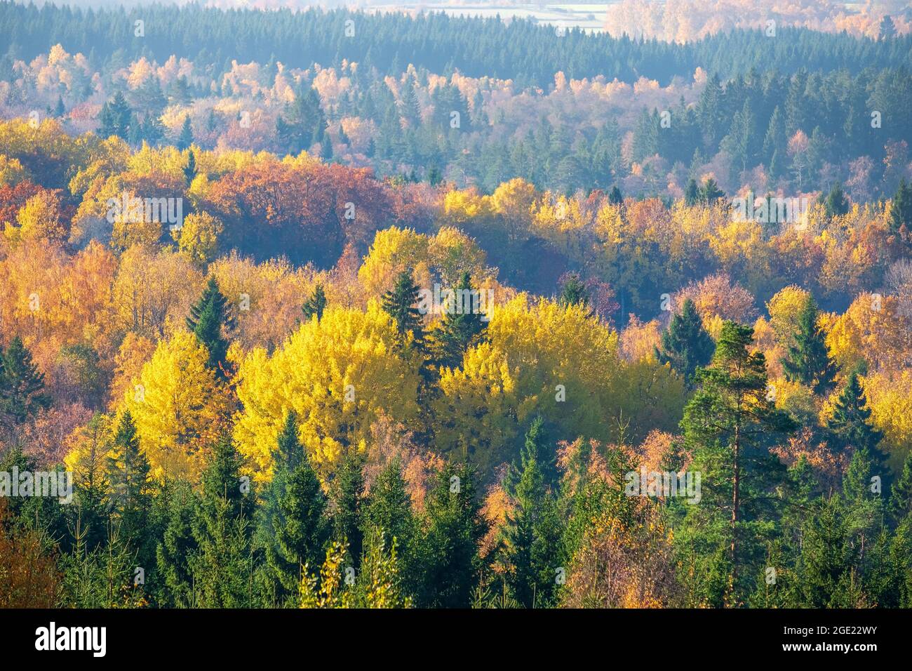 Beautiful autumn colors in the forest Stock Photo - Alamy