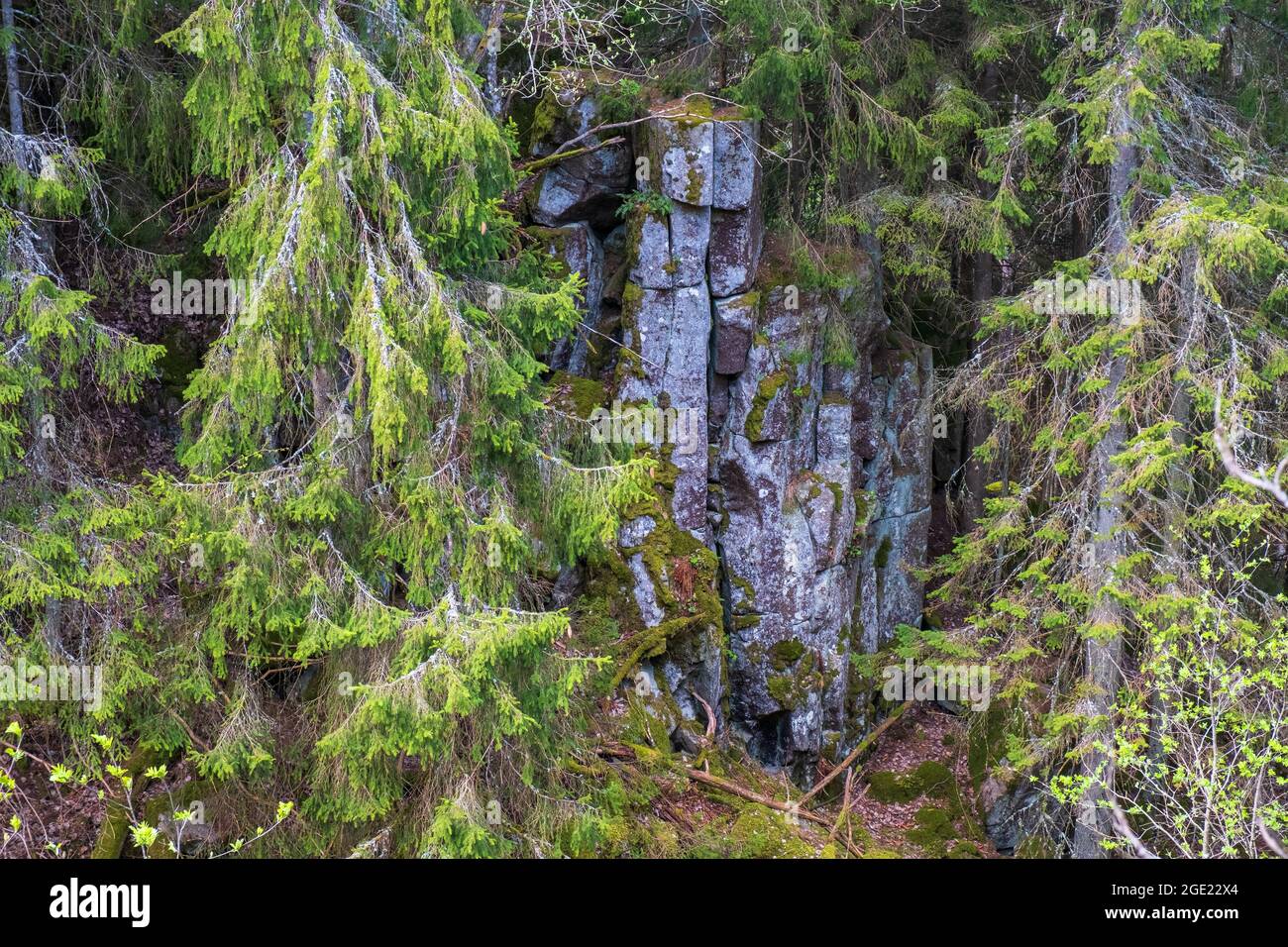 Boreal spruce forest with a rock face Stock Photo - Alamy