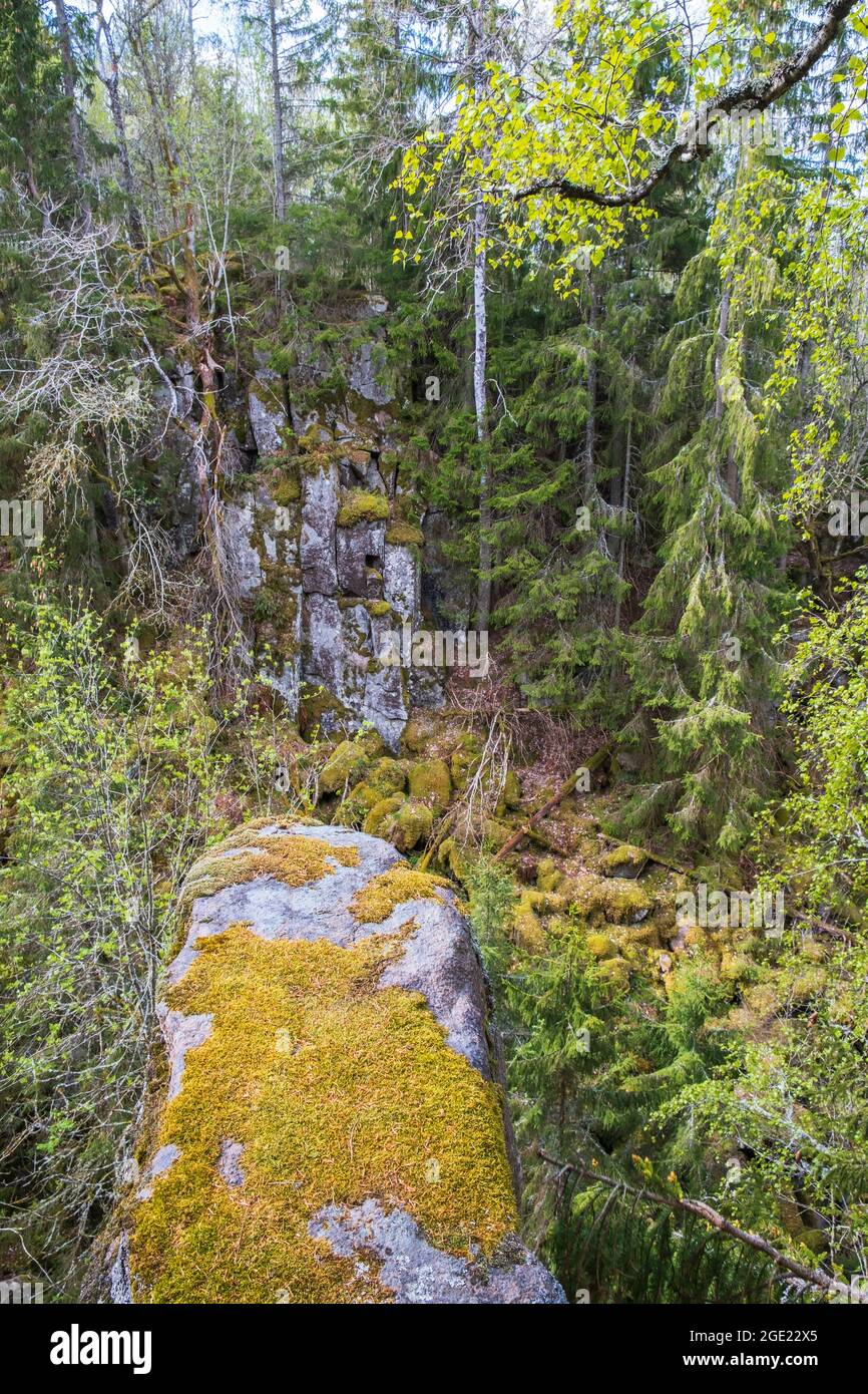 Ravine in a old growth forest with a cliff Stock Photo - Alamy
