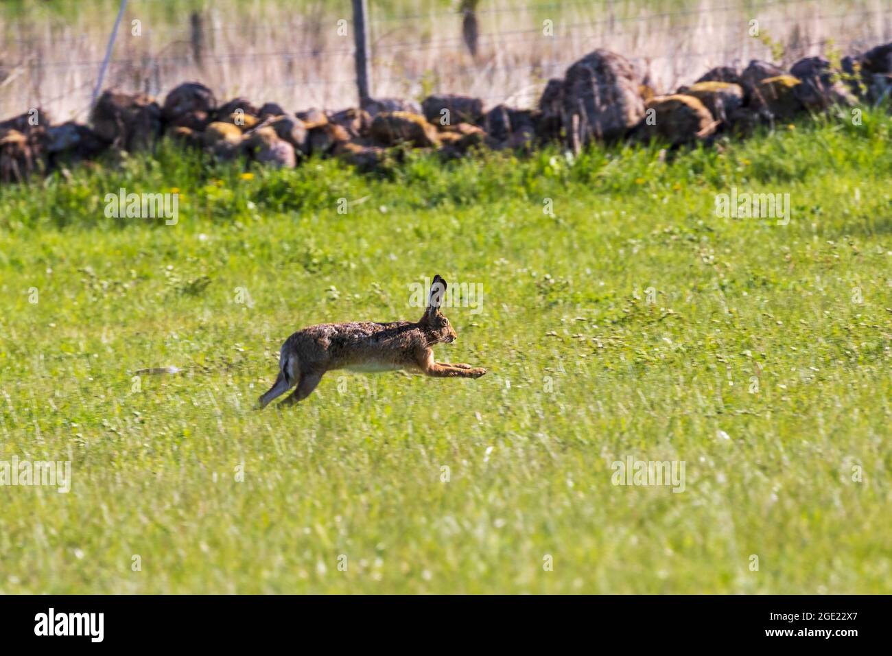 European hare jump hi-res stock photography and images - Alamy