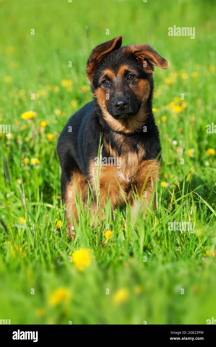German shepherd puppy in a summer meadow Stock Photo - Alamy