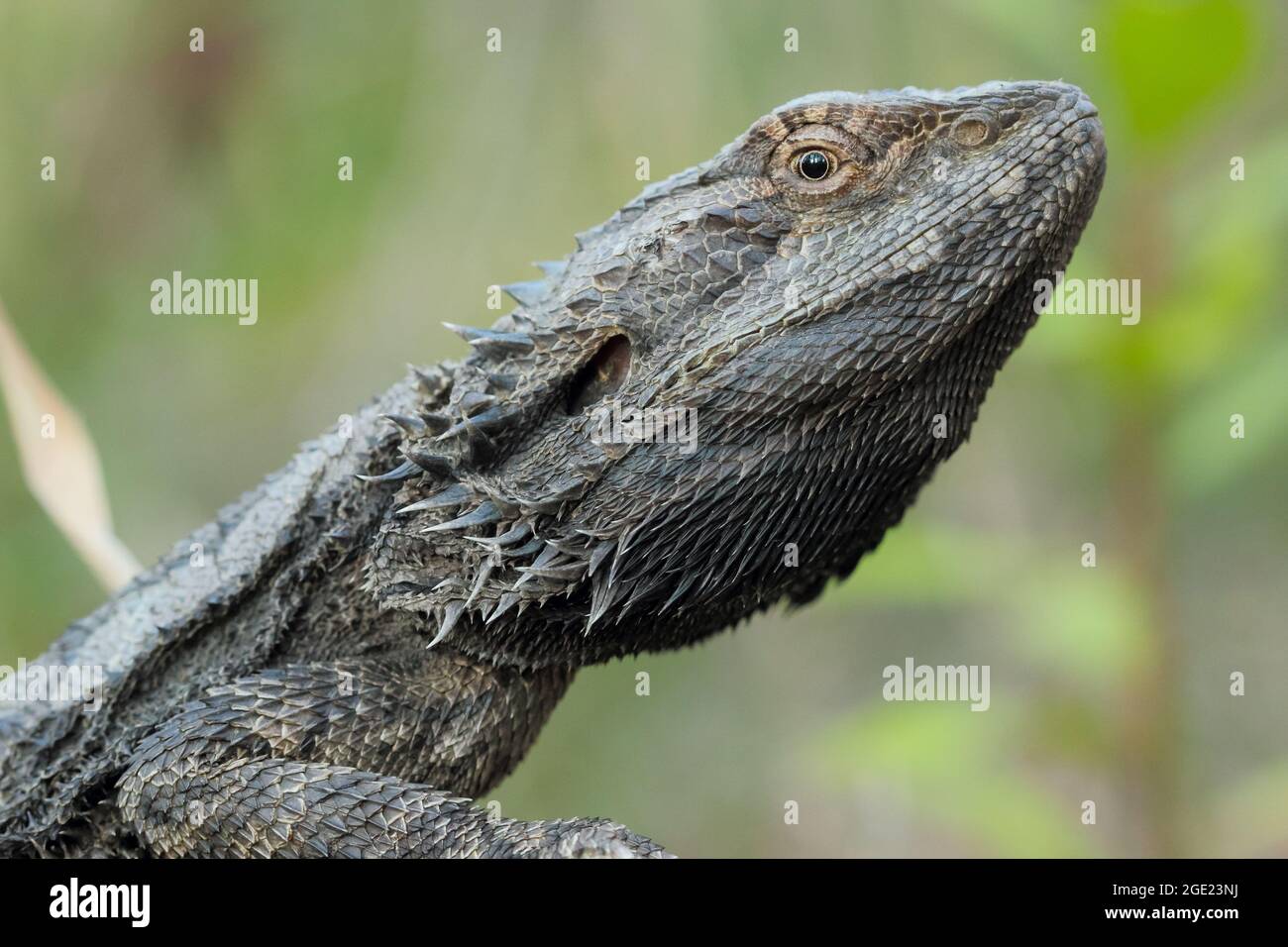 Eastern bearded dragon (Pogona barbata) portrait Stock Photo - Alamy