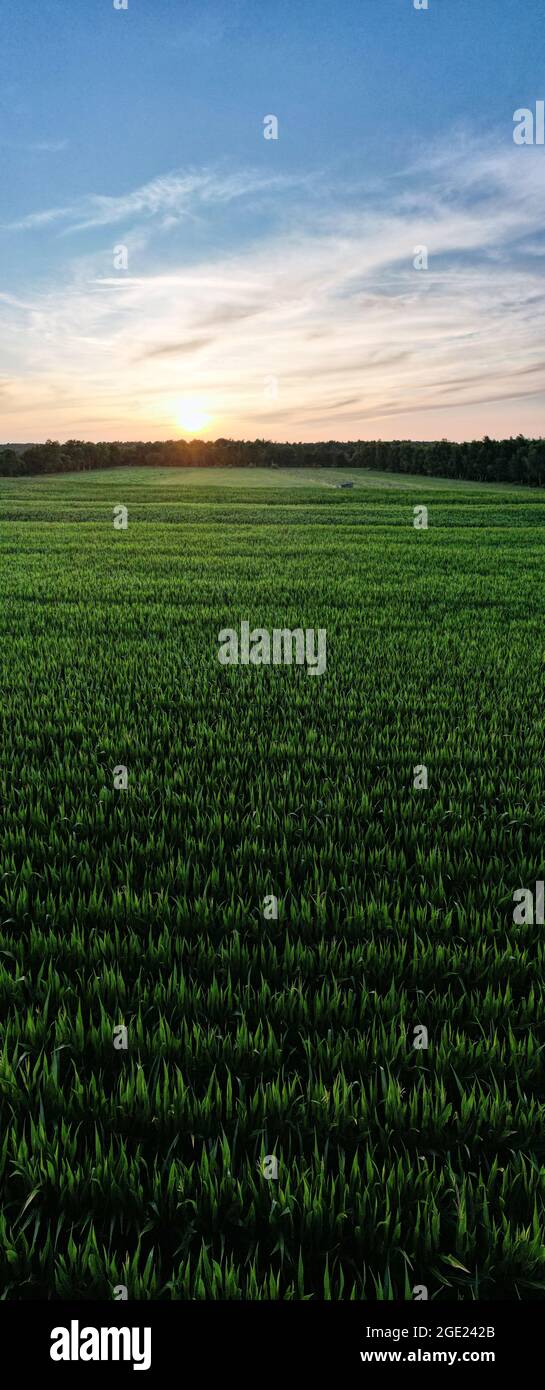 Aerial panoramic view taken by a drone of a Corn field agriculture ...