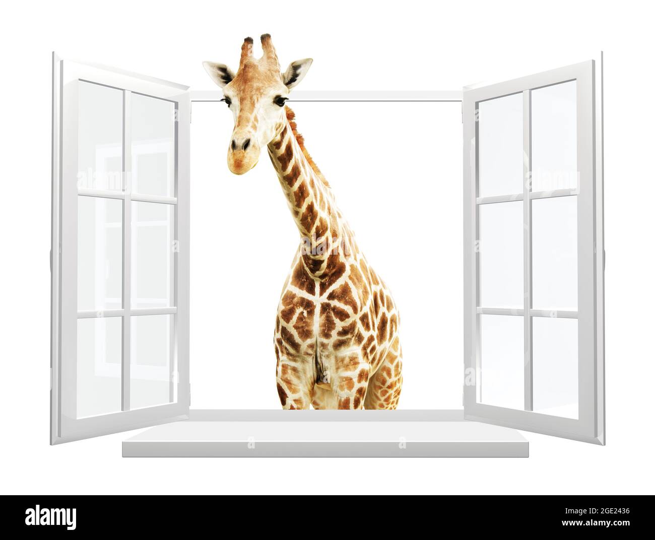 Giraffe through window hi-res stock photography and images - Alamy