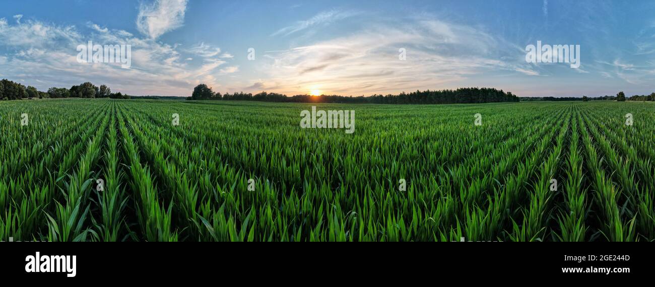 Aerial panoramic view taken by a drone of a Corn field agriculture ...