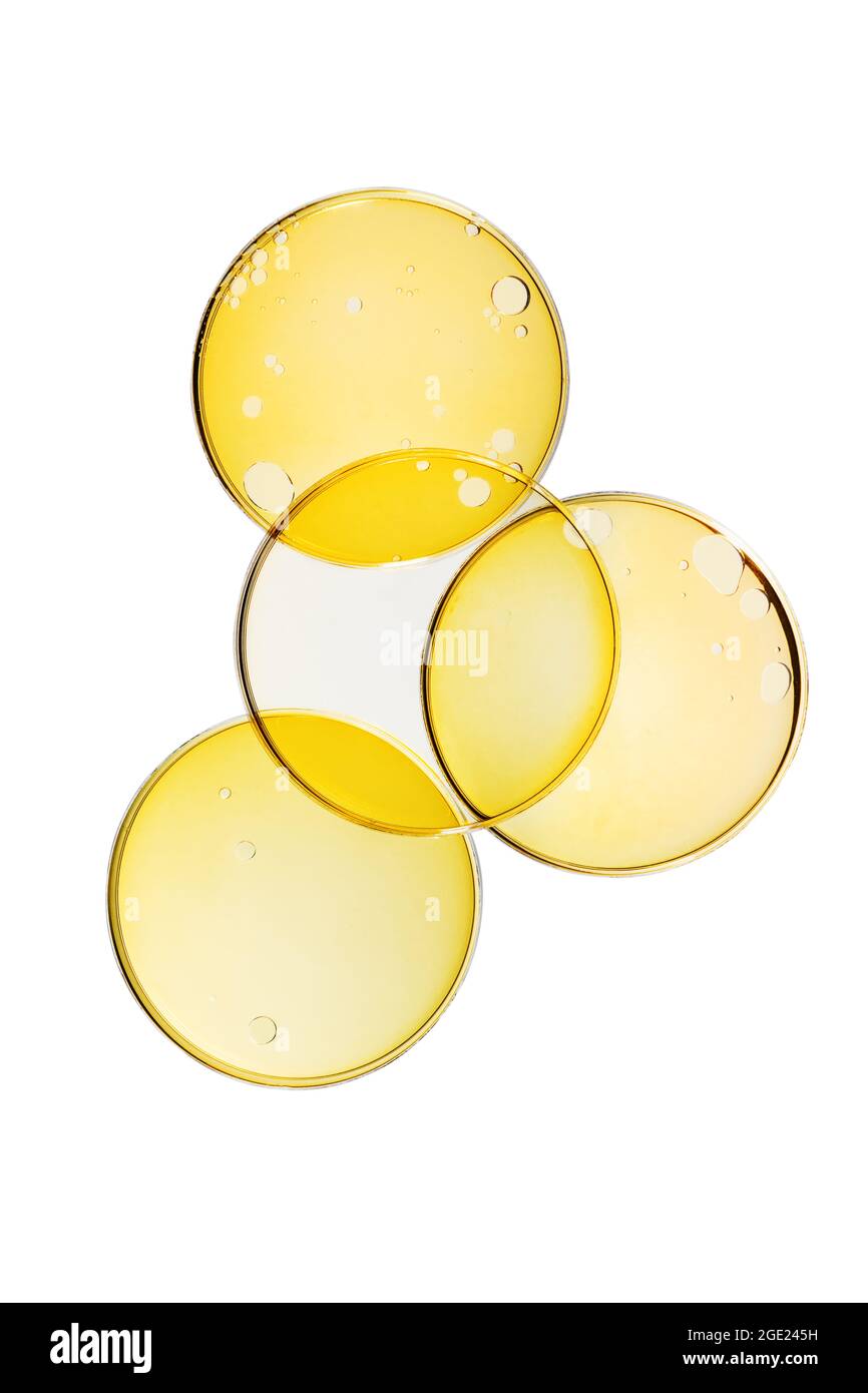 Abstract oil circle bubbles in a petri dish top view. Laboratory ...