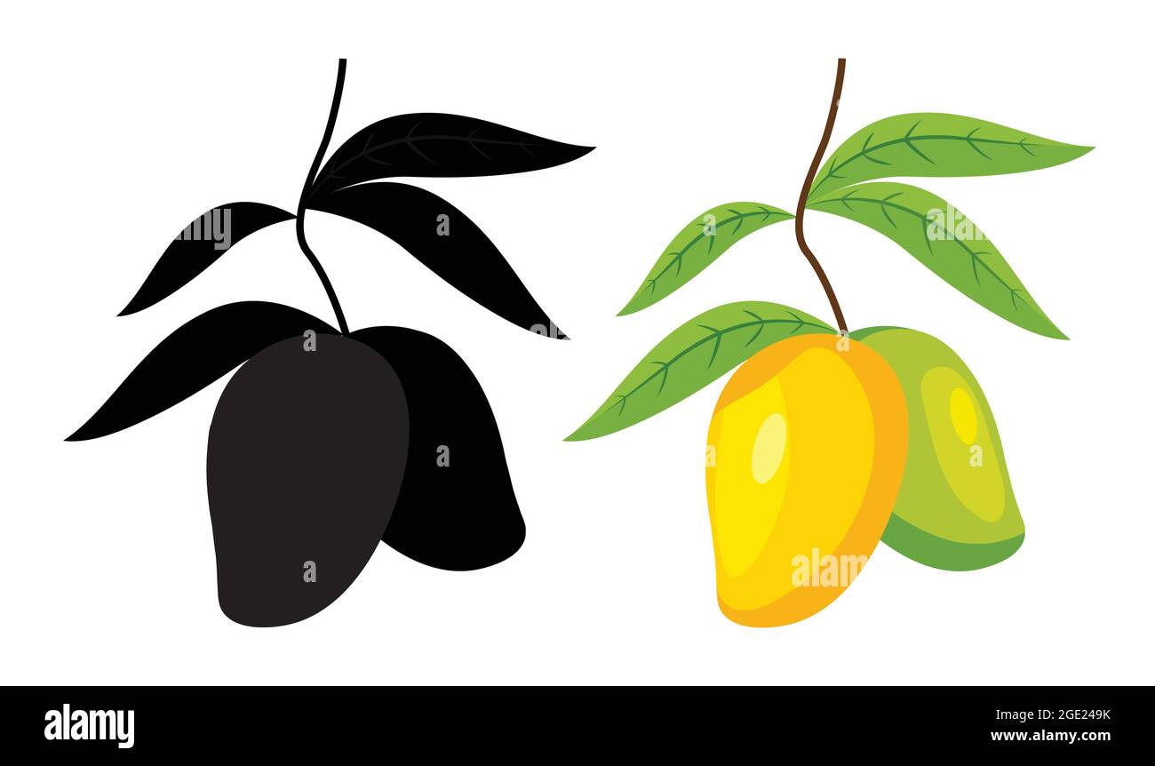 Two mangoes hanging on a branch with leaves on a white background ...