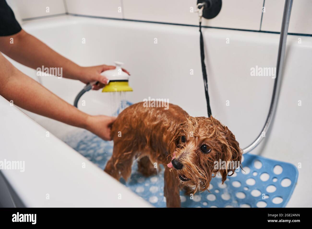 Cute wet dog standing in the bathtub Stock Photo - Alamy