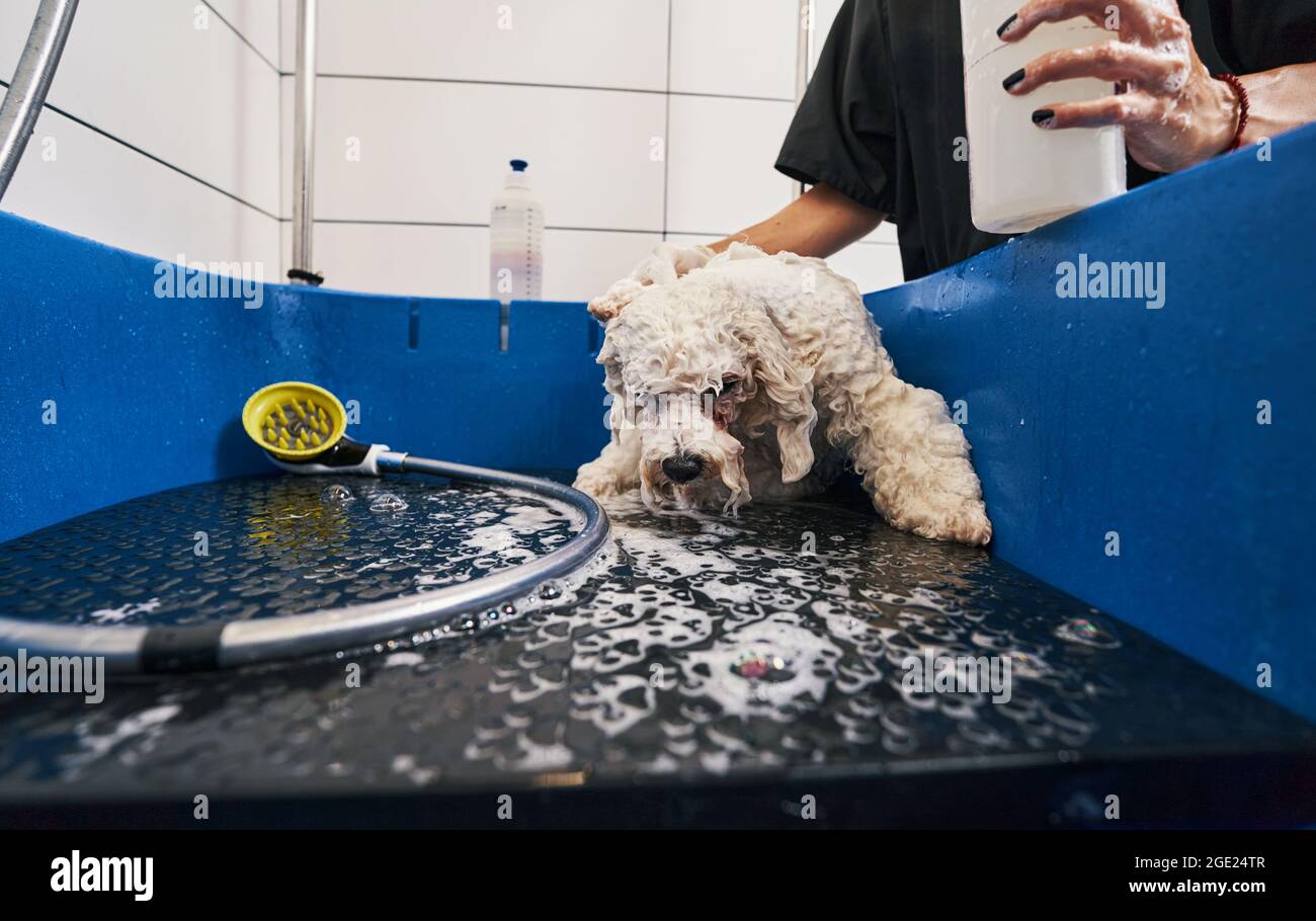 Animals become clean and lovely under careful treatment Stock Photo - Alamy