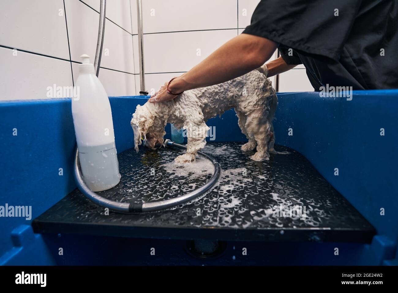 Dog bathing house hi-res stock photography and images - Alamy