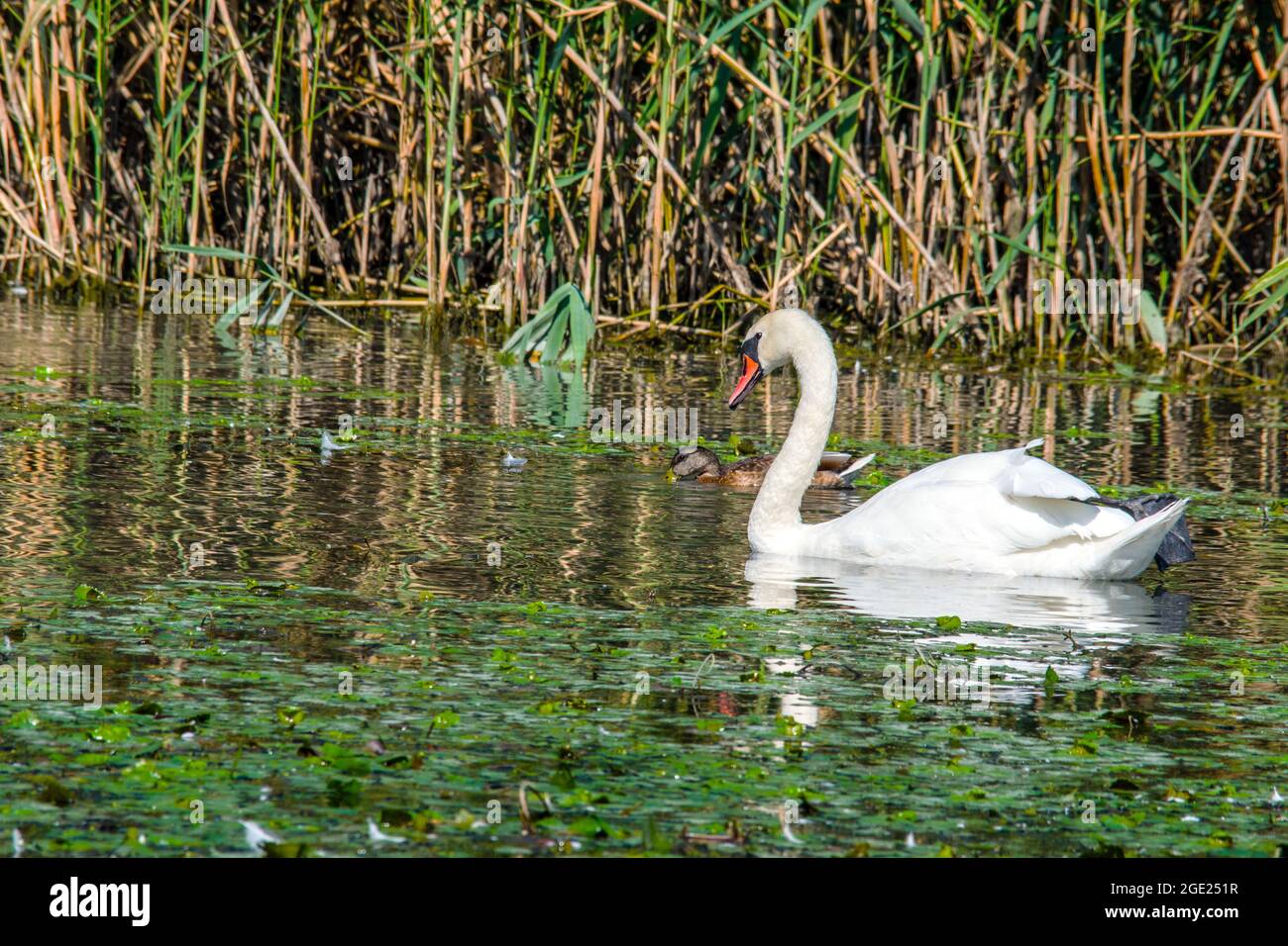 White swan bird (Cygnus olor Stock Photo - Alamy