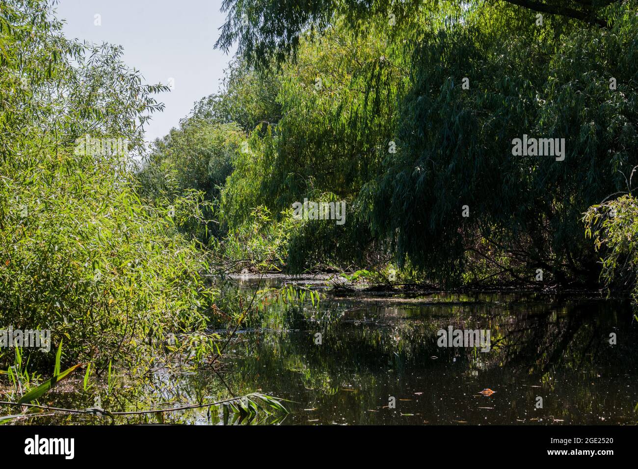 Danube delta, water channel landscape Stock Photo - Alamy