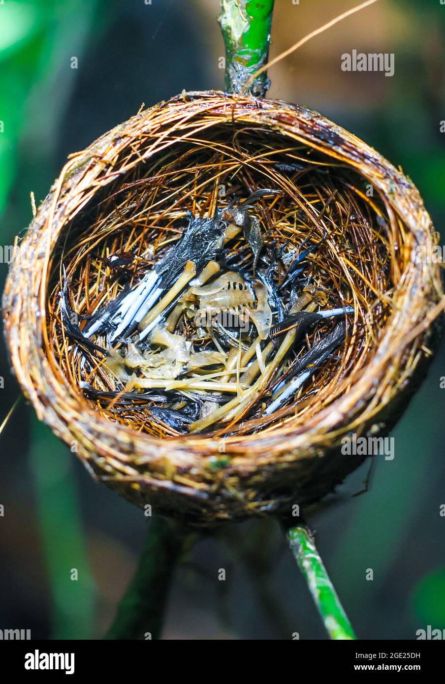 The remains of the baby bird died inside its nest. The concept of saves ...
