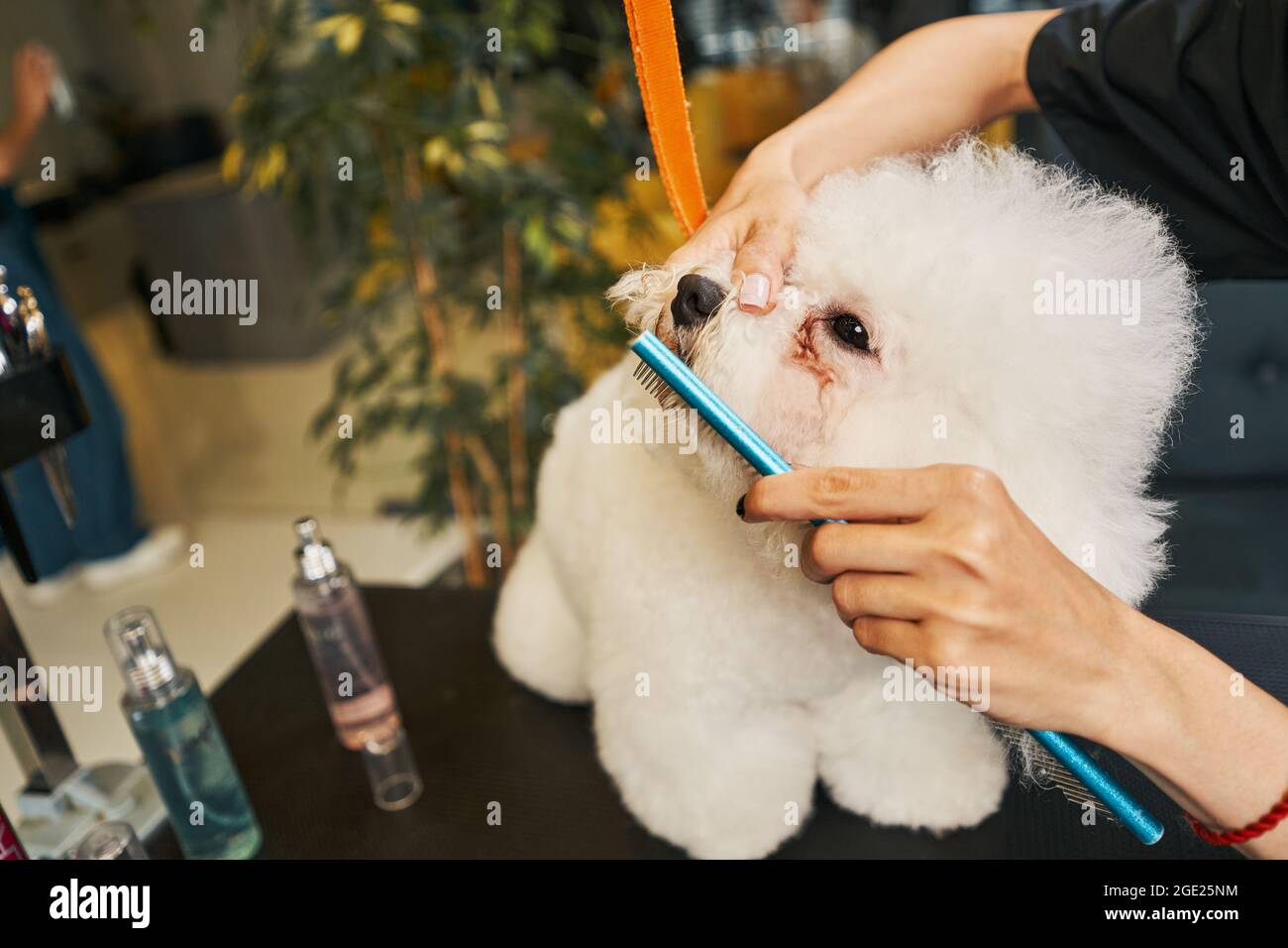 Keeping calm during the grooming procedures on the face Stock Photo - Alamy
