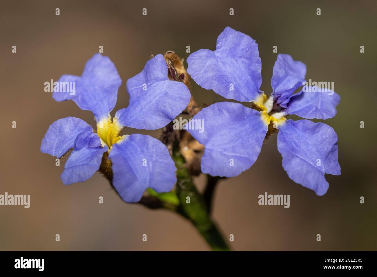 Blue Dampier plant in flower Stock Photo - Alamy