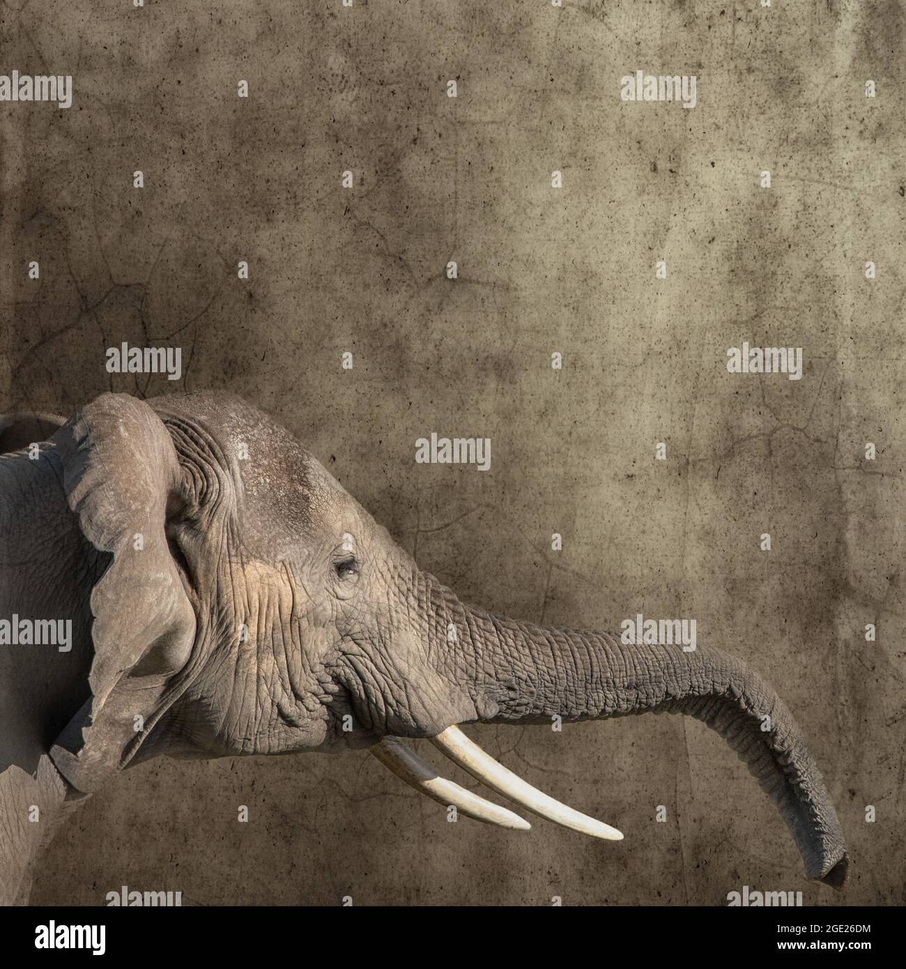 Elephant ears outstretched hi-res stock photography and images - Alamy