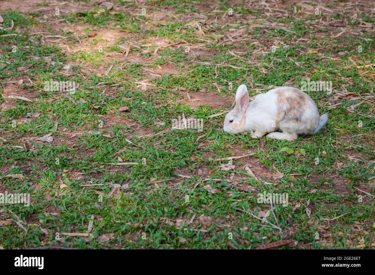 Wild rabbit on the grass nature background Stock Photo - Alamy