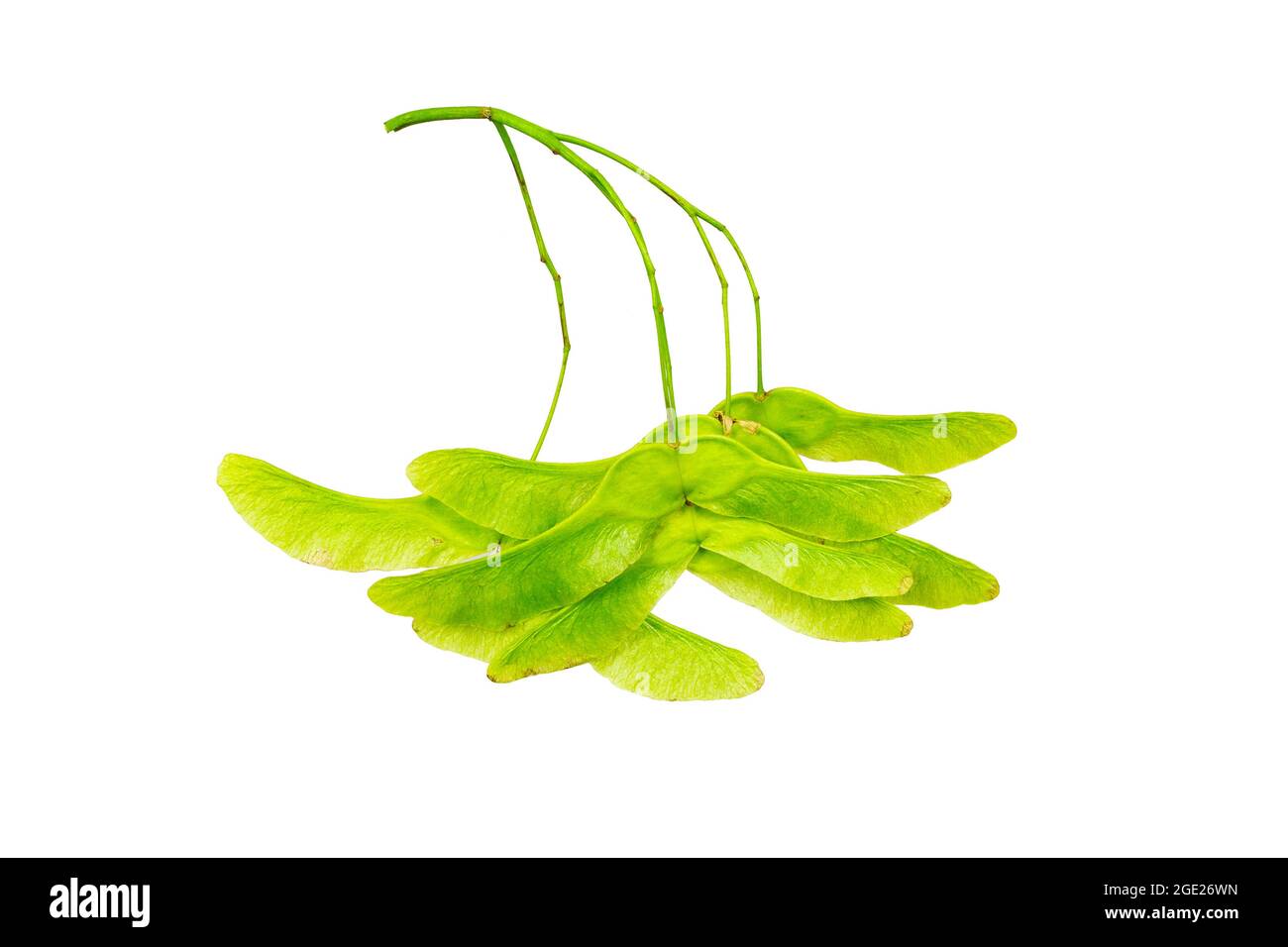 Maple seed isolate on white, green fruit of maple tree isolated on ...