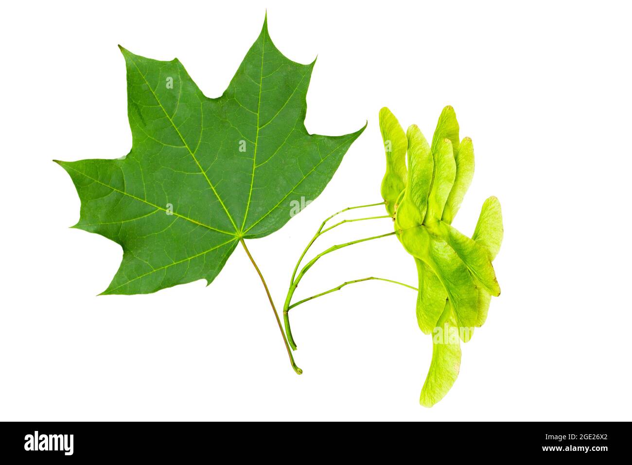 Maple leaf and seed isolate on white, green fruits and leaf of maple ...