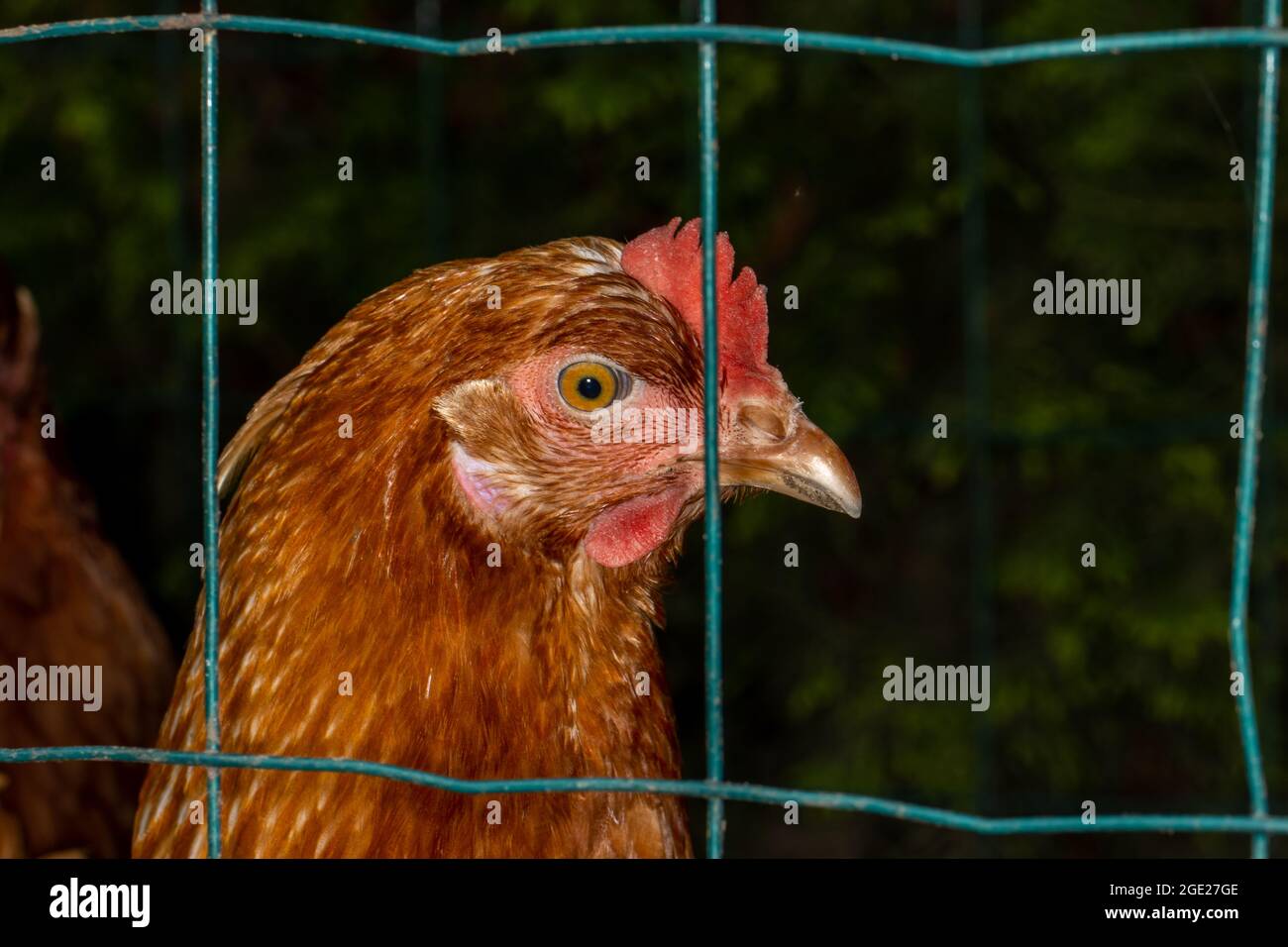 Poultry fencing hi-res stock photography and images - Alamy