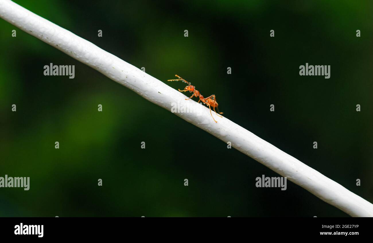 Shot near the red ant, climb the rope. Ants on rope blur background ...