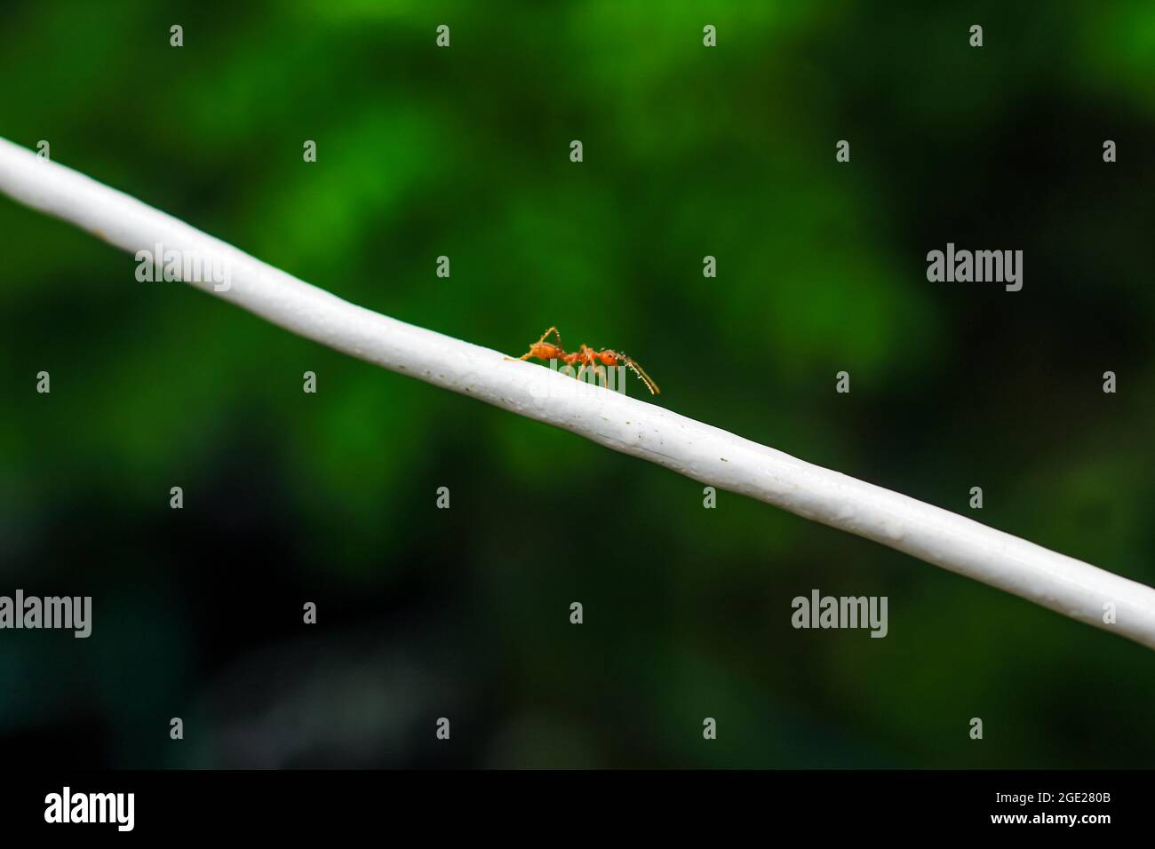 Shot near the red ant, climb the rope. Ants on rope blur background ...