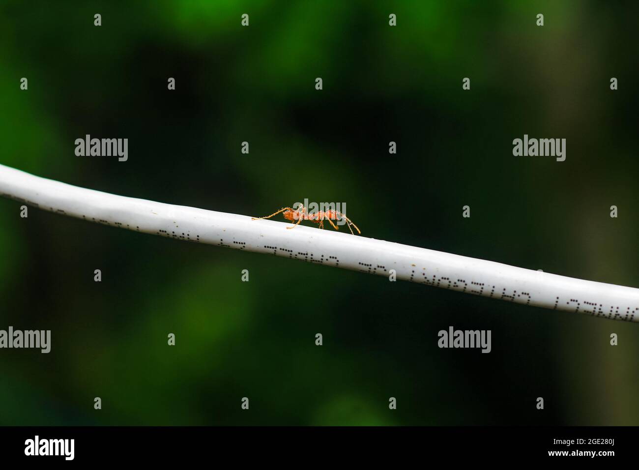 Shot near the red ant, climb the rope. Ants on rope blur background ...
