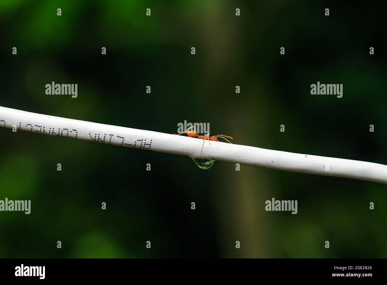 Shot near the red ant, climb the rope. Ants on rope blur background ...