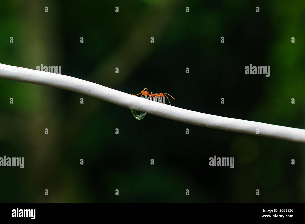 Shot near the red ant, climb the rope. Ants on rope blur background ...