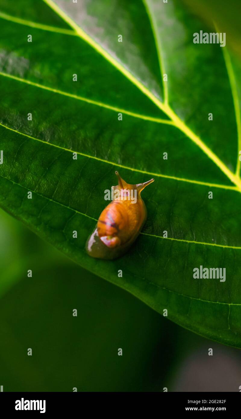 Garden snail (Helix asperse) on green leaf isolated. Save Earth concept ...