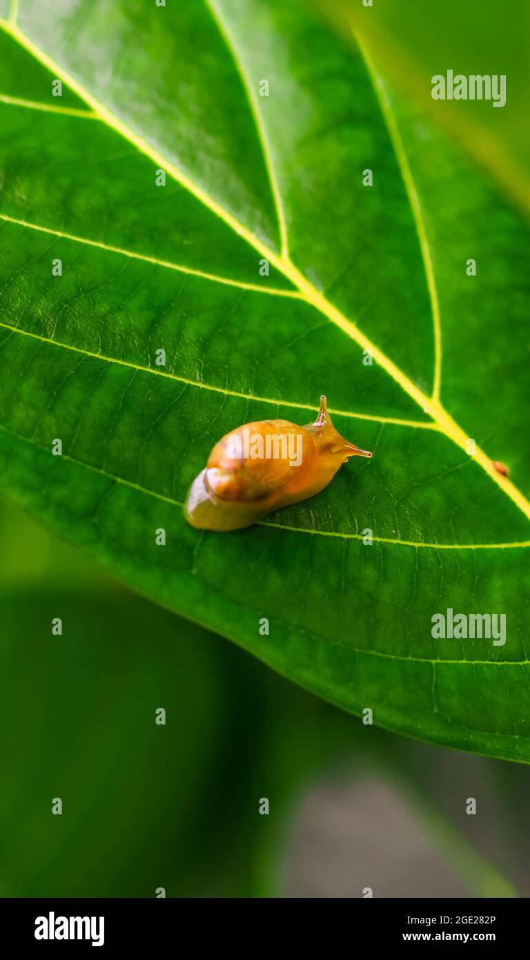 Garden snail (Helix asperse) on green leaf isolated. Save Earth concept ...