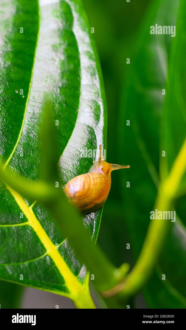 Garden snail (Helix asperse) on green leaf isolated. Save Earth concept ...