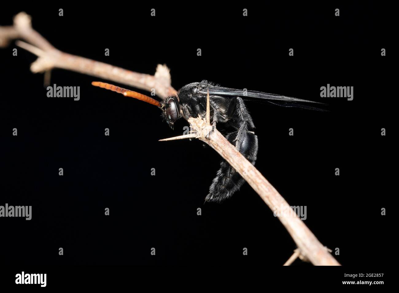 Black spider wasp, Pompilus humilis, Satara, Maharashtra, India Stock ...
