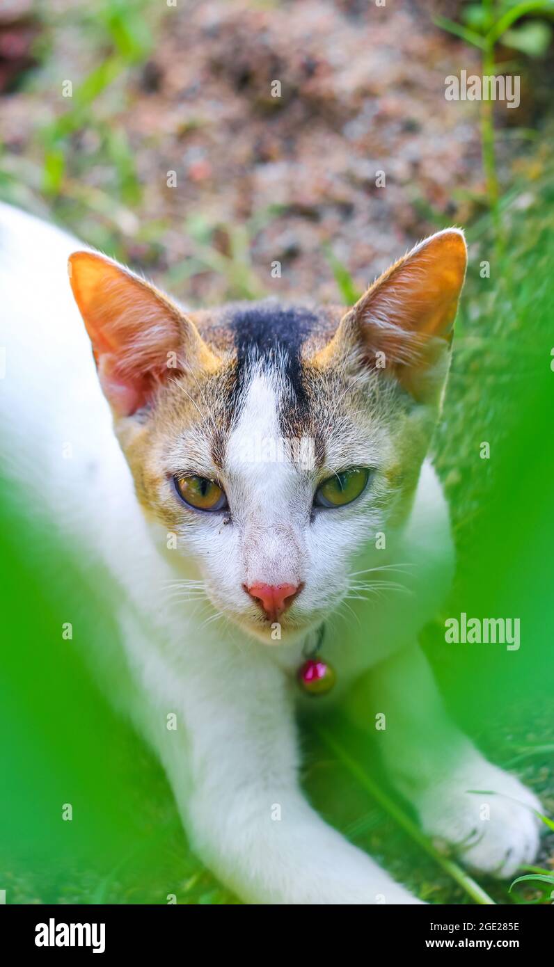 close-up of a white Asian cat with yellow eyes Stock Photo - Alamy