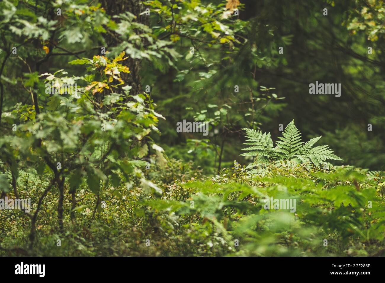 Beautiful forest background bottom with green trees, plants and fern ...