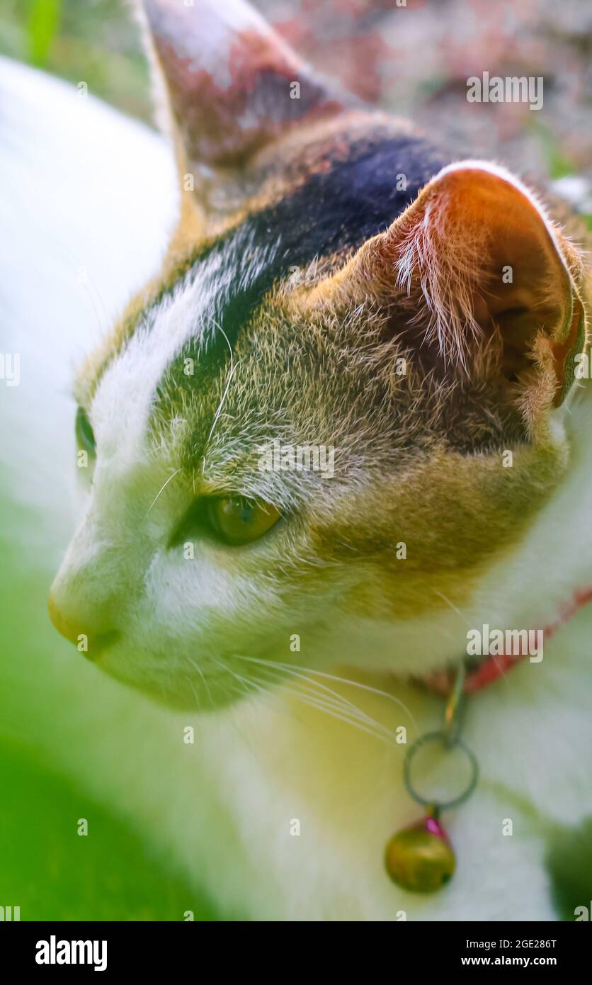 close-up of a white Asian cat with yellow eyes Stock Photo - Alamy