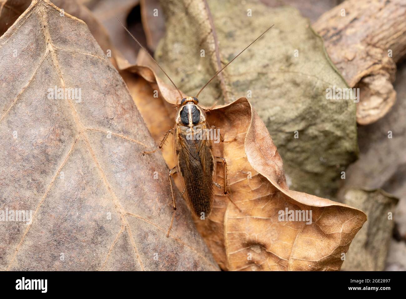 German cockroach, Blatella germanica, Satara, Maharashtra, India Stock ...