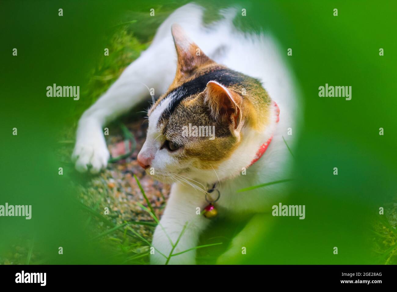 Asian eyes hi-res stock photography and images - Alamy