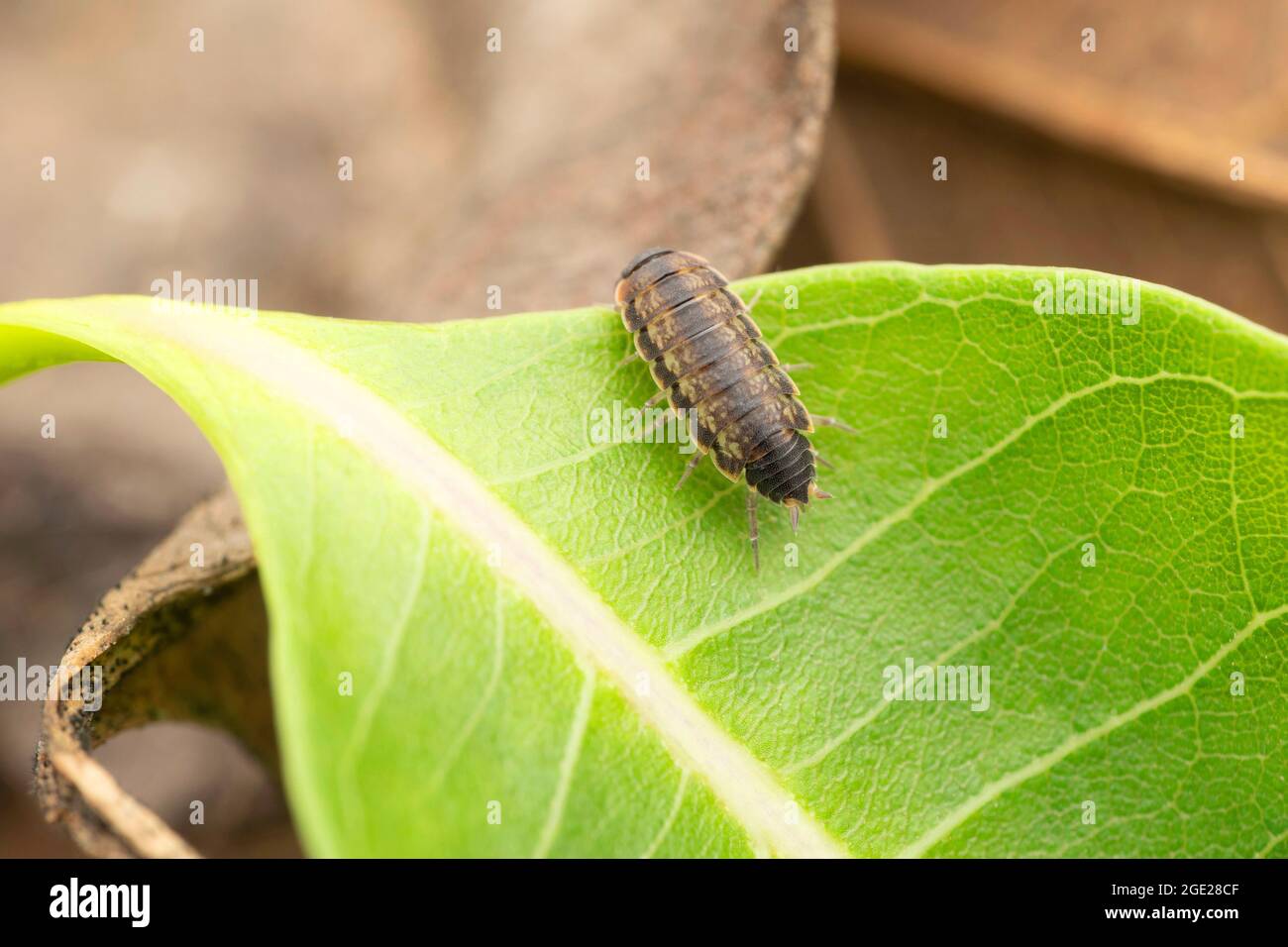 Woodlouse woodlice oniscidea hi-res stock photography and images - Alamy