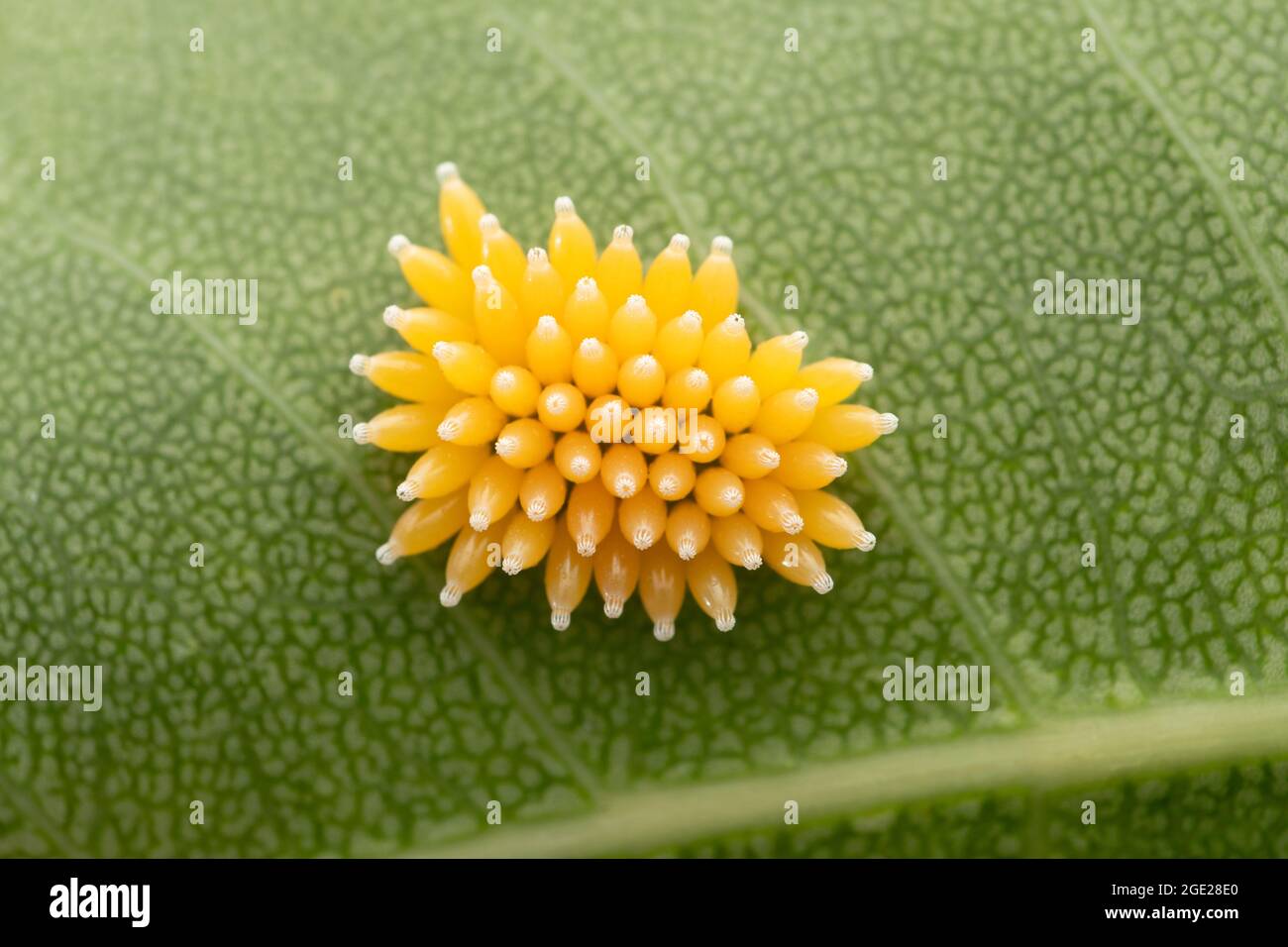 Ladybug larva eggs hi-res stock photography and images - Alamy