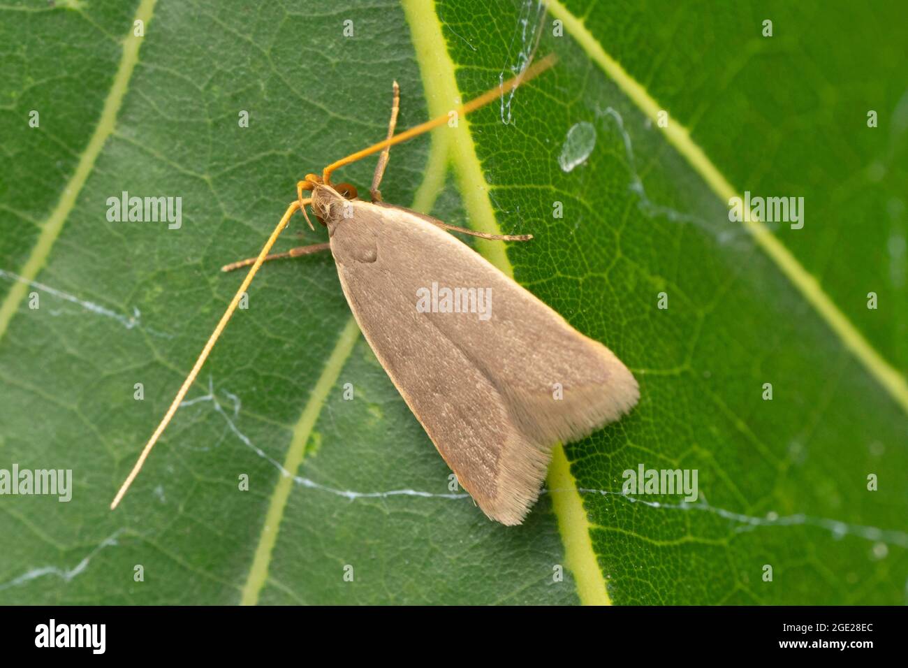 Long horned moth, Crocanthes glycina, Satara, Maharashtra, India Stock ...