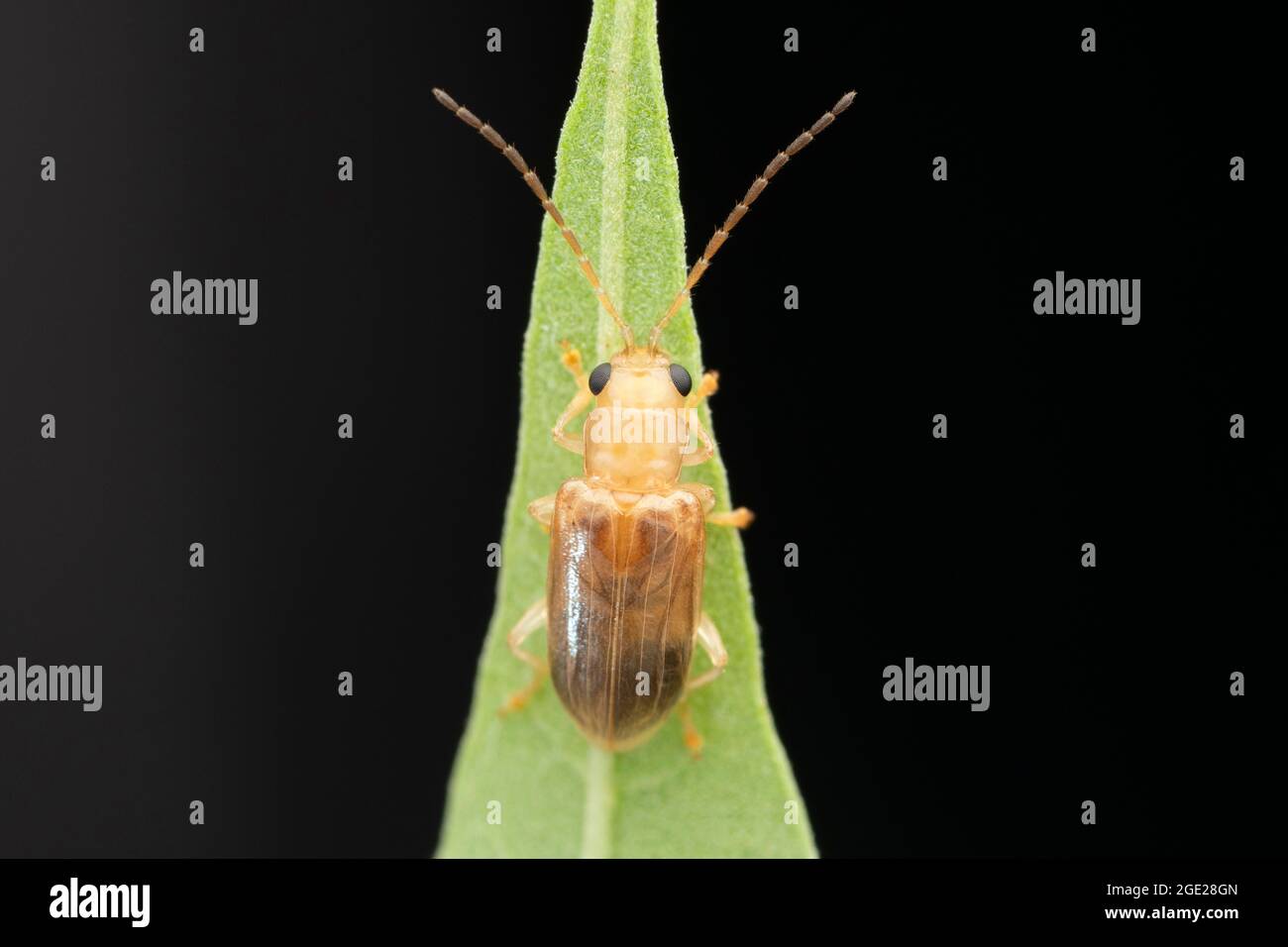 Skeletonizing leaf bug, Monolepta marginella, Satara, Maharashtra ...