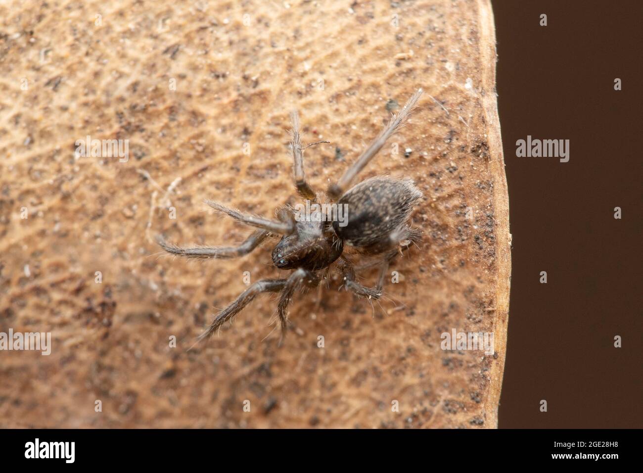Tube web spider hi-res stock photography and images - Alamy