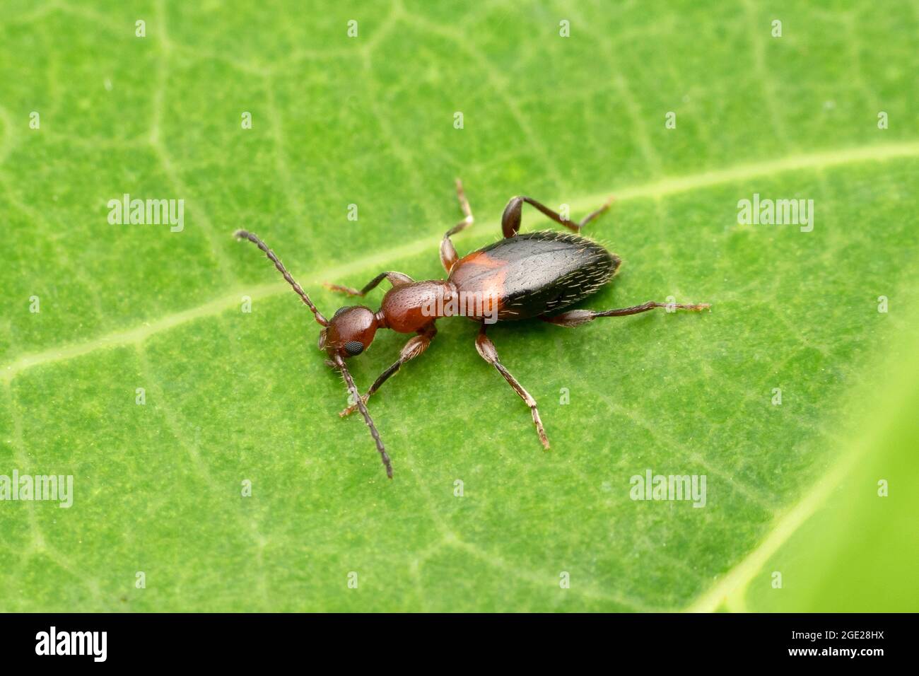 Anthicus cervinus hi-res stock photography and images - Alamy
