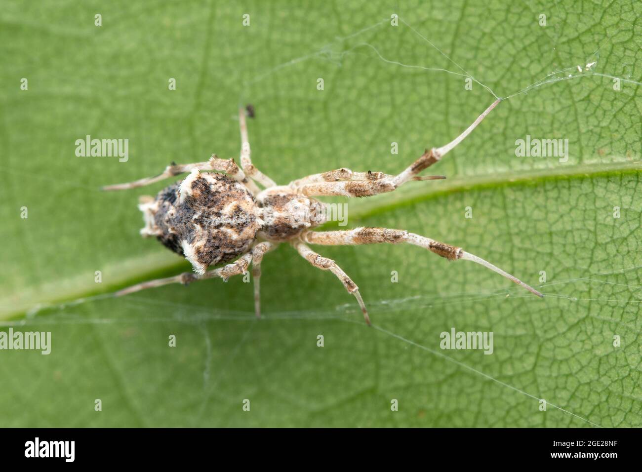 Cribellate orb weaver, Uloborus diversus, Satara, Maharashtra, India ...