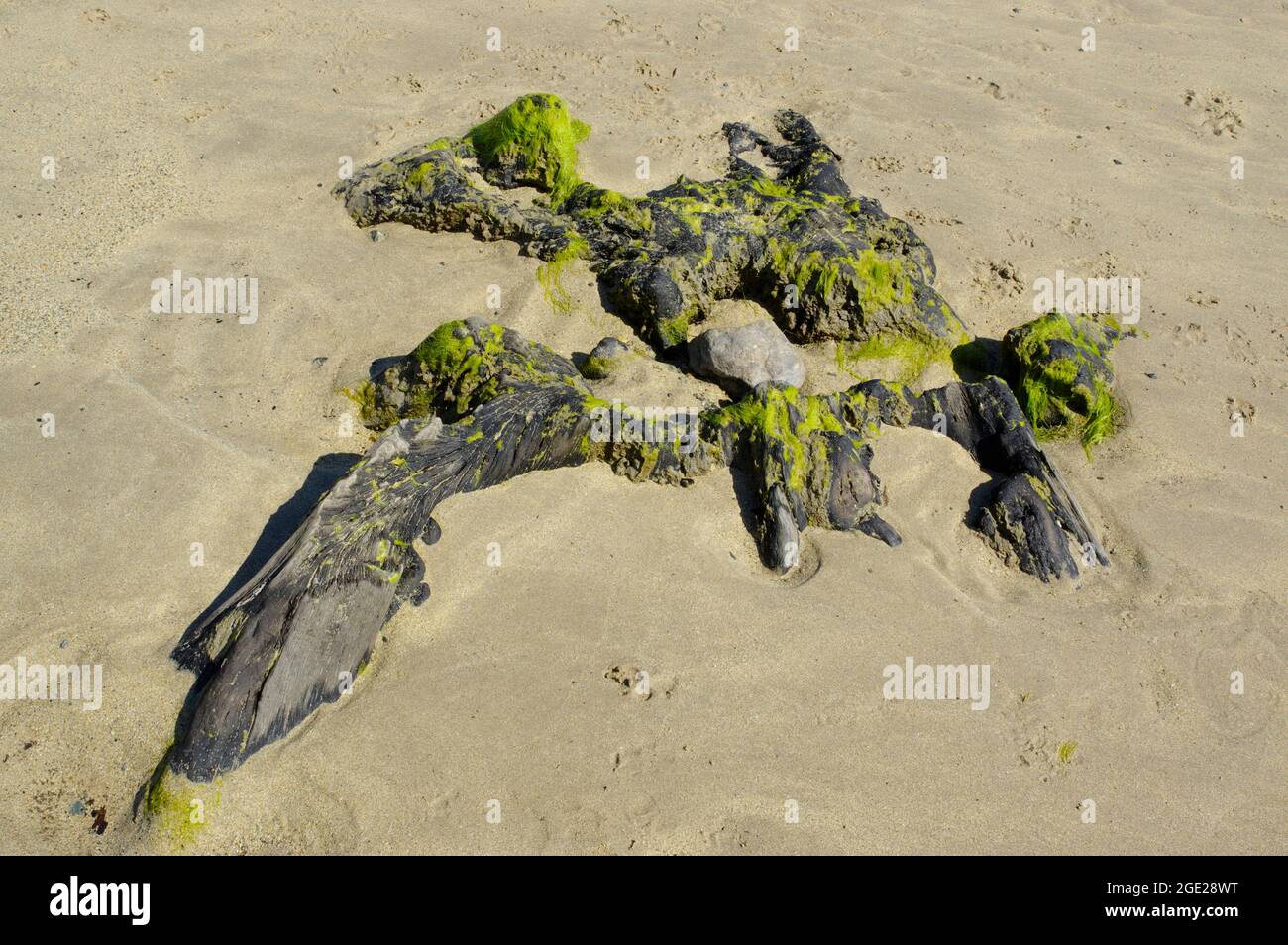 Petrified Tree Root on beach at Trearddur Bay Stock Photo - Alamy