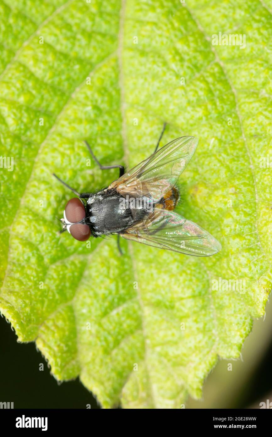 Musca autumnalis hi-res stock photography and images - Alamy